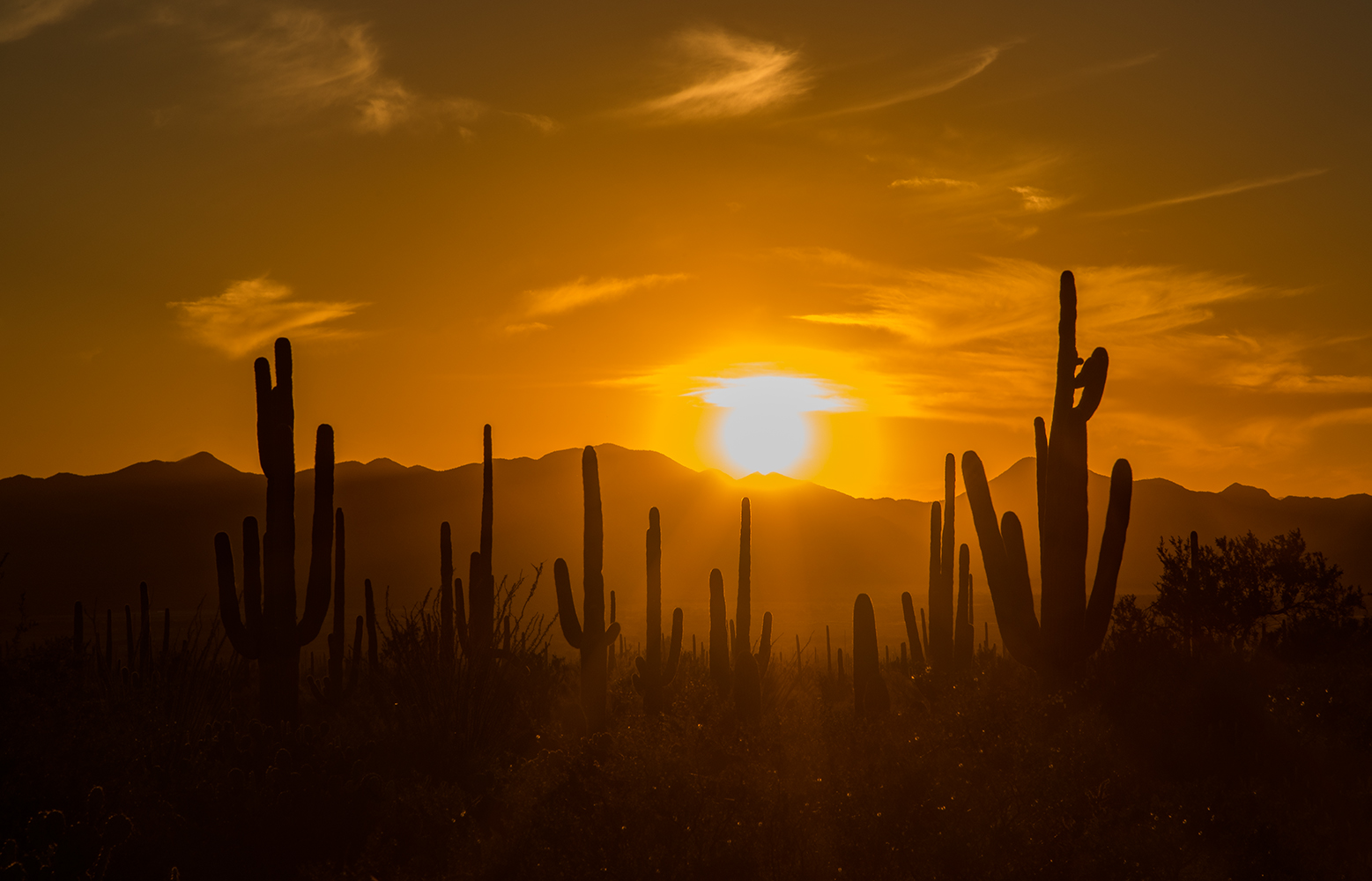 Tucson and Saguaro National Park 2025 - Tom Bol Photo Workshops