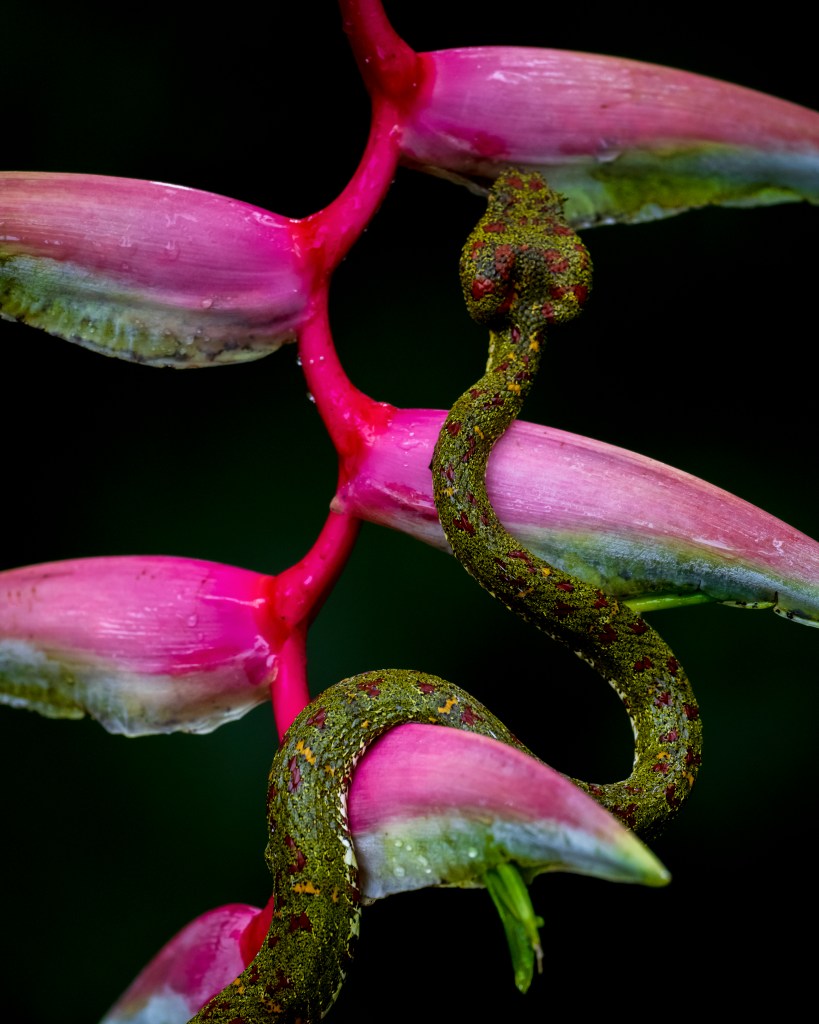 Costa Rica 2028 - Tom Bol Photo Workshops