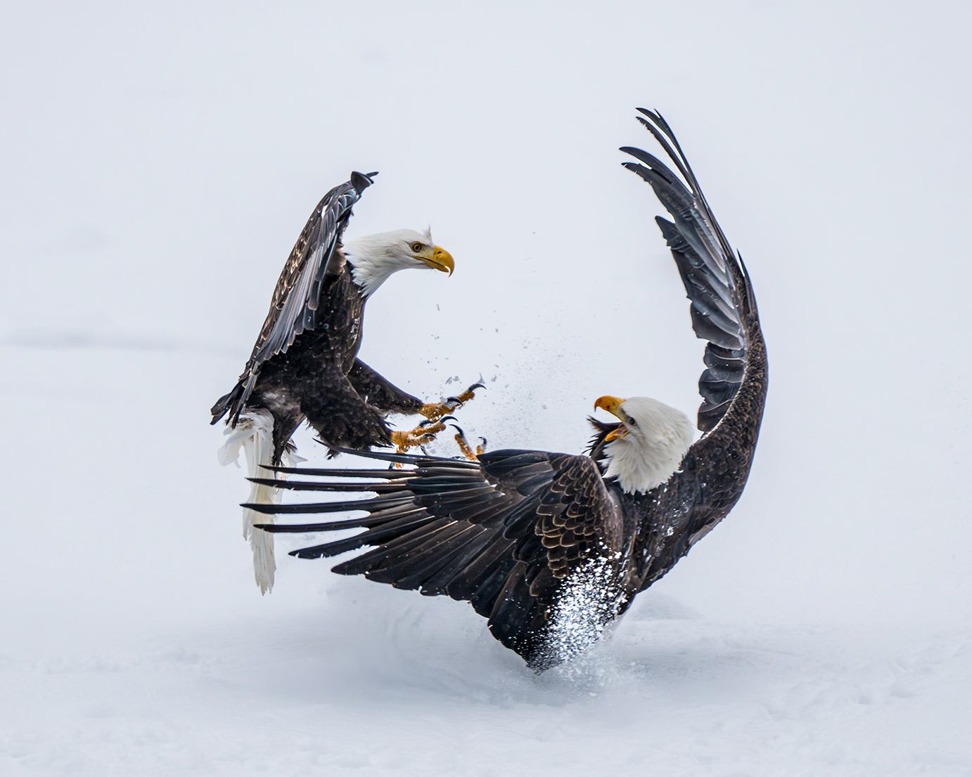 Chilkat Eagles Trip Report - Tom Bol Photo Workshops