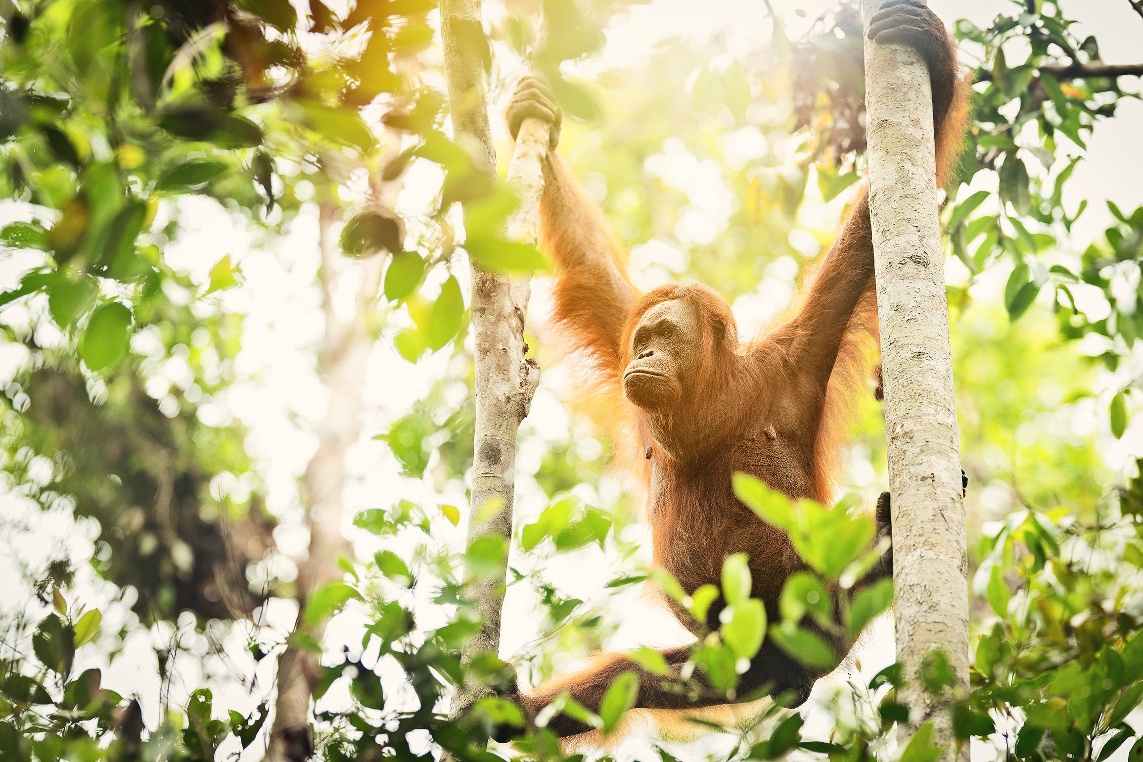 Indonesia Workshop: Trip Report - Tom Bol Photo Workshops