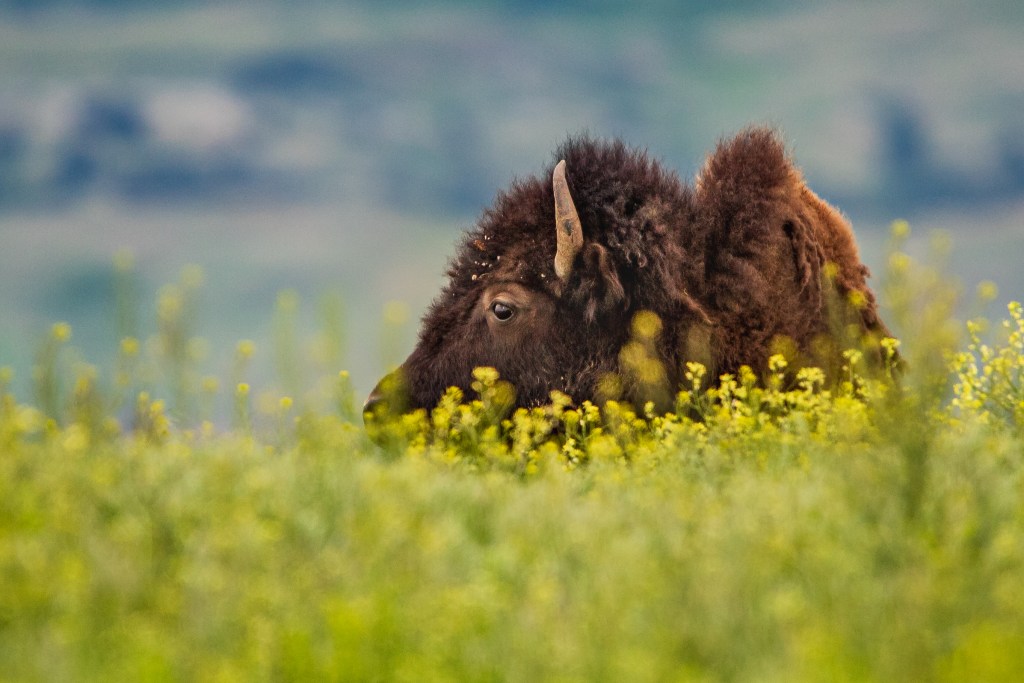 Photo of the Month - May 2024 - Tom Bol Photo Workshops