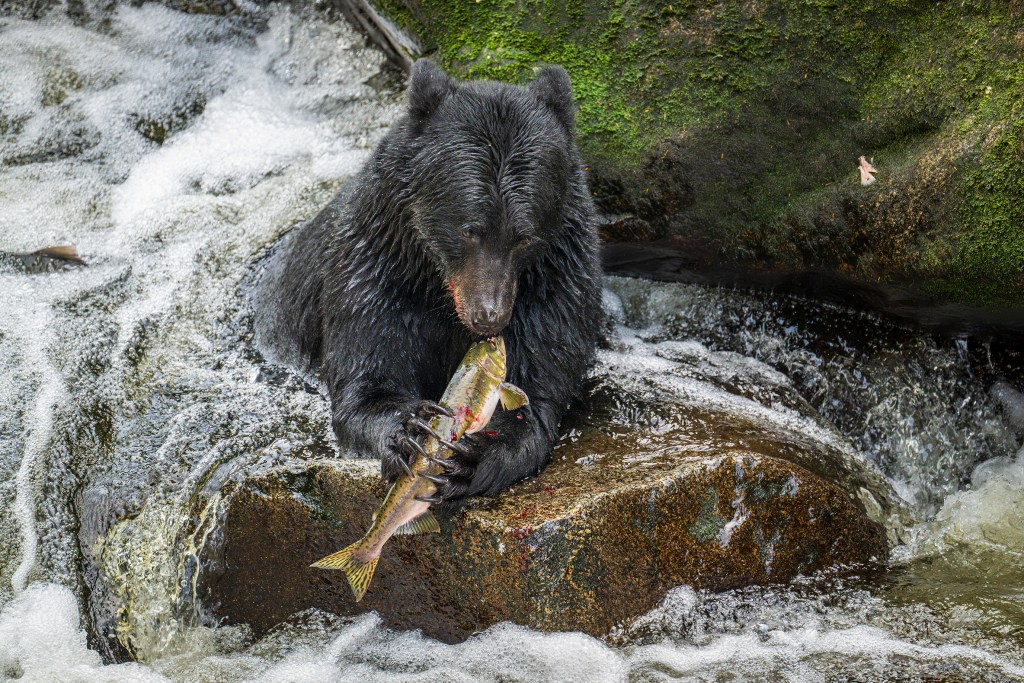 Alaska Black Bears - Tom Bol Photo Workshops