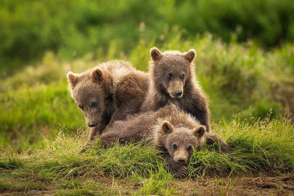 Katmai Brown Bears - Tom Bol Photo Workshops