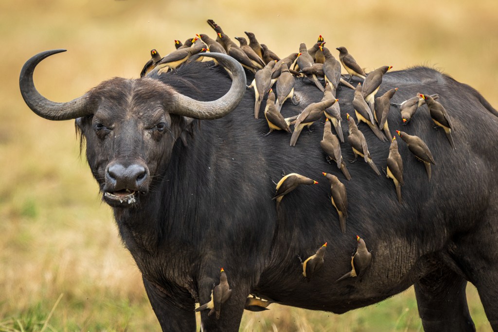 Kenya Photo Workshop - Trip Report - Tom Bol Photo Workshops