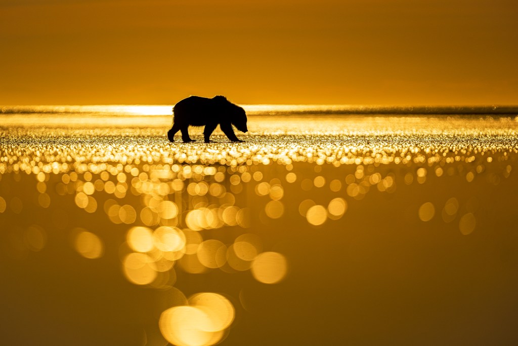 Bears of Lake Clark 2027 - Tom Bol Photo Workshops